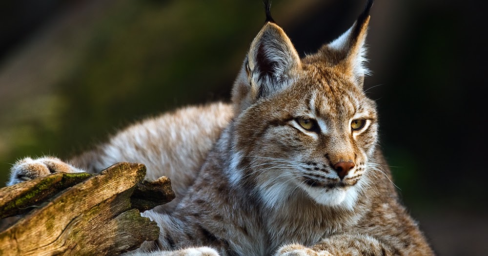 Lynx | The Biggest Animals Kingdom