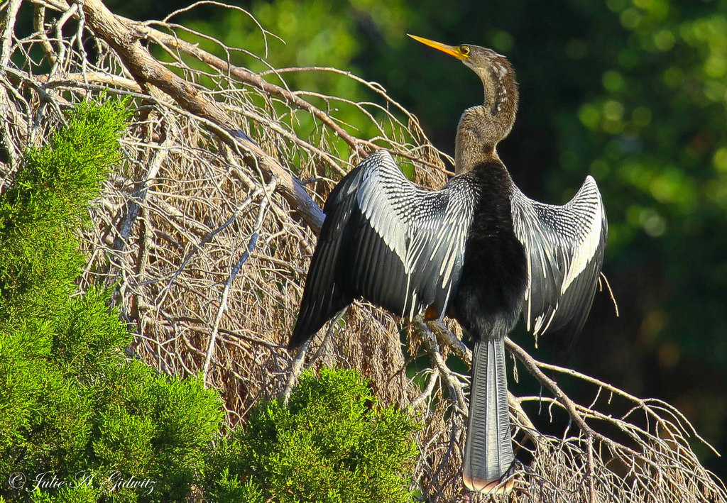 Birding Is Fun!: The Snakebird