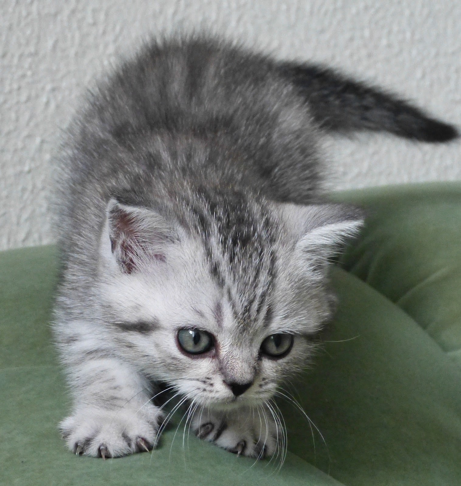 Britisch Kurzhaar Kitten: BKH silver tabby classic und BKH mackerel ...