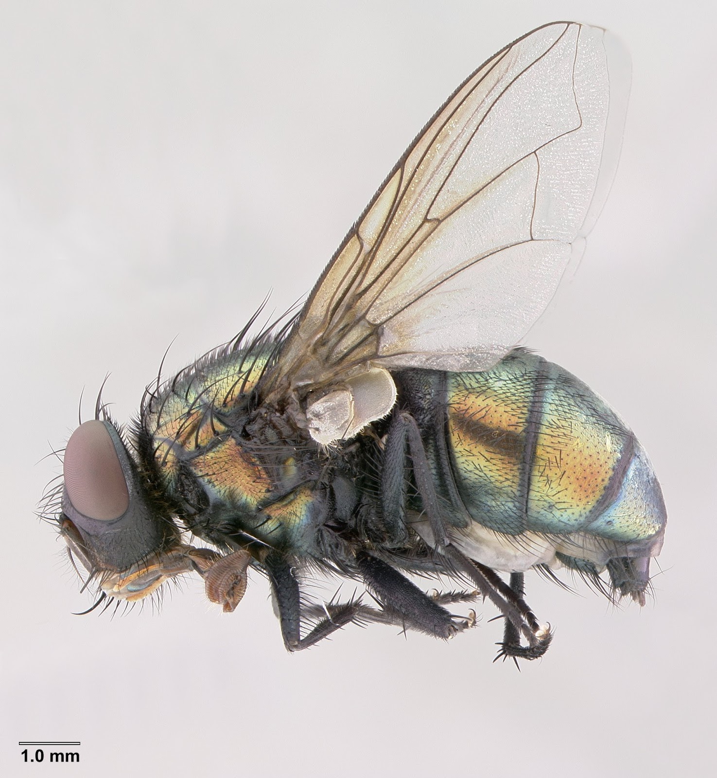 Insect Image of the Week: The blowfly (Calliphoridae) makes the world a ...