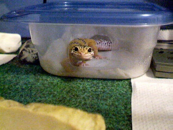 Whovian Fox: An Overview to Caring for Leopard Geckos