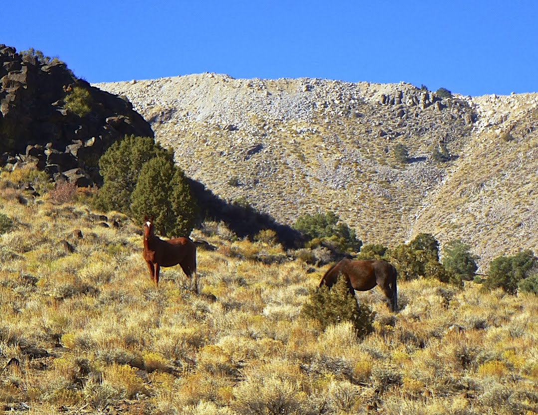 The Duffel Bag: * Lagomarsino Canyon Hike and Petroglyph Site