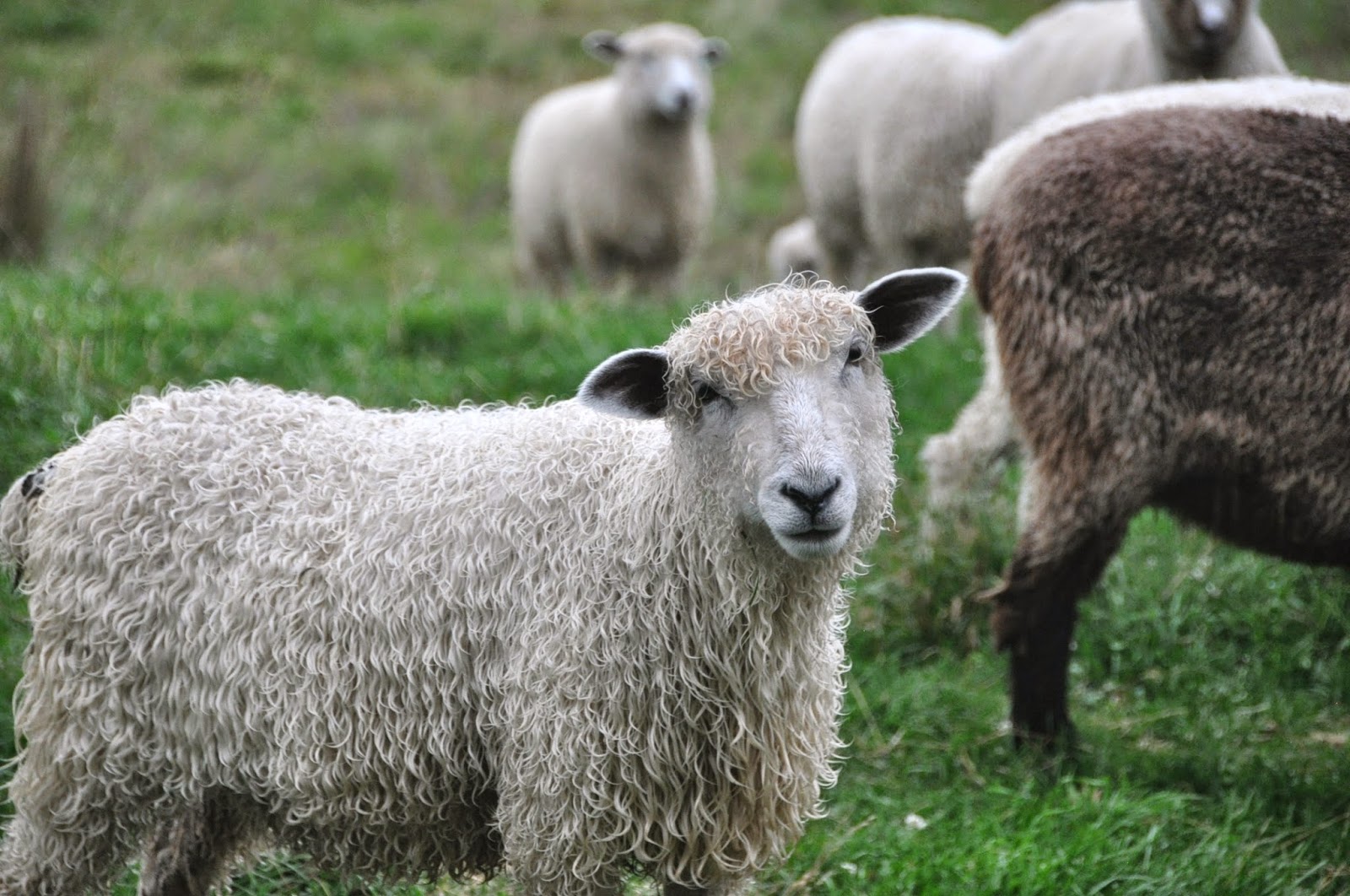 Knee Deep in Sheep: Sunday Stills - Face Time