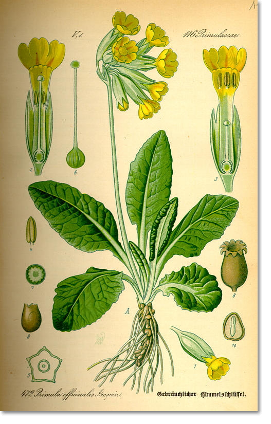Varázslatos gyógynövények - Herbs of magic: Primula veris H. - Tavaszi ...