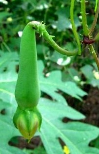 Main Informations: Nithya Vazhuthana (Clove bean),