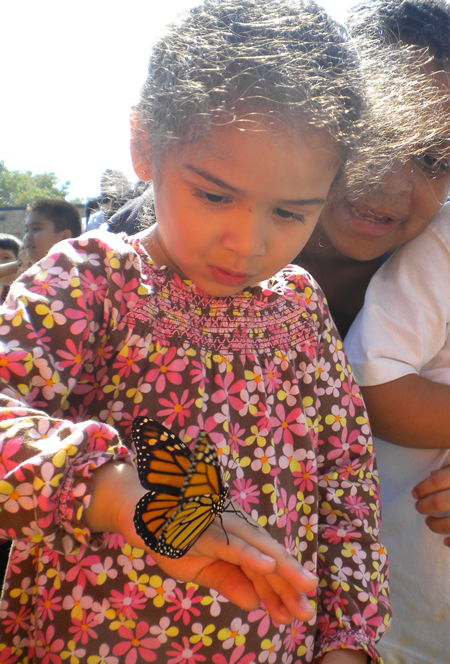 Ms. Sallianne's Snazzy School Snippets: Discovery Box: Caterpillars ...