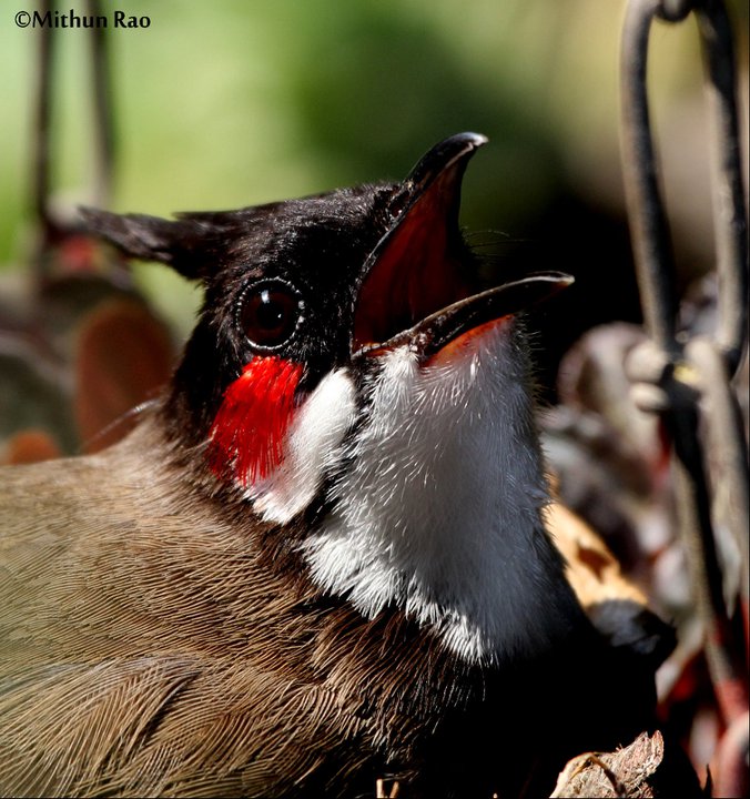 Mithun: Bird Photography