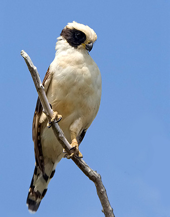 Bellas Aves de El Salvador: Herpetotheres cachinnans (halcón guaco ...