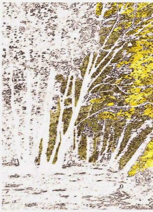 Wild Treasures: Forest Coloring Pages And Activities