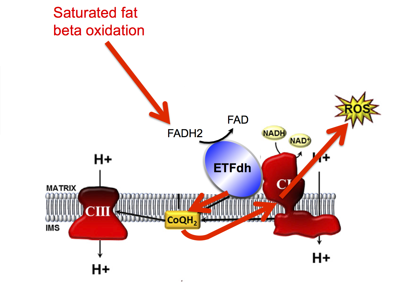 Hyperlipid: Fruit Flies and NDI1