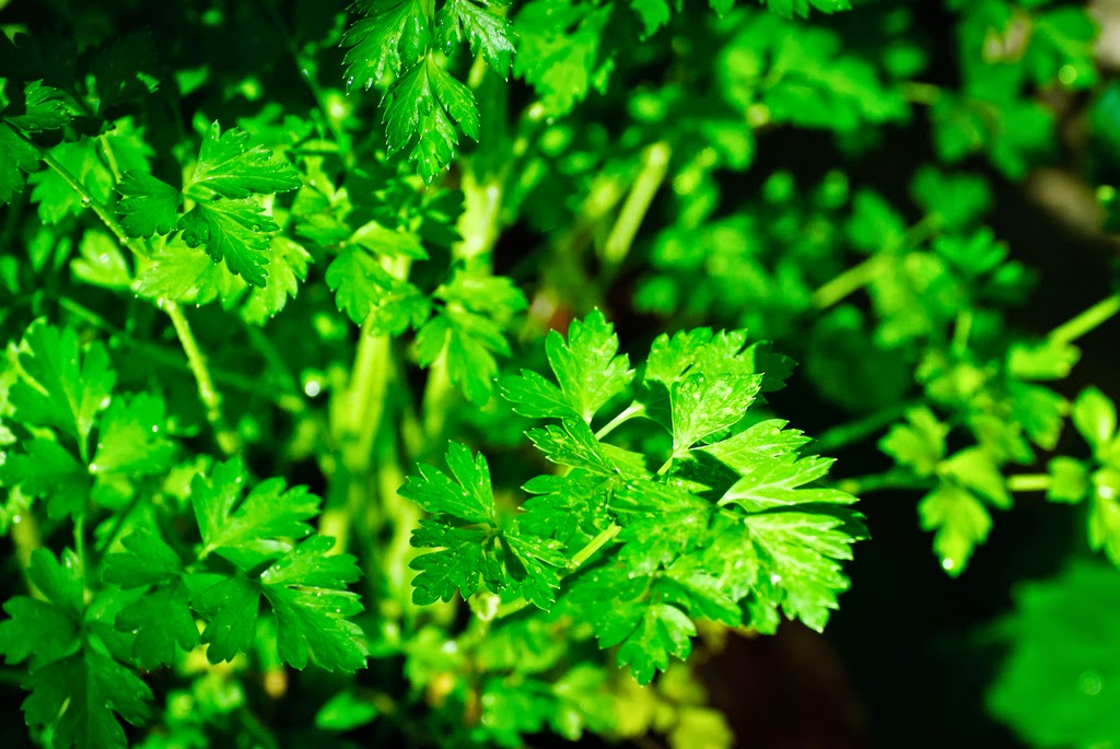 littlenote: Peterseli : Bumbu Yang Kaya manfaat