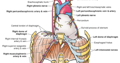Anatomy of the Sinew Channels: The Diaphragm and the Spleen Sinew Channel