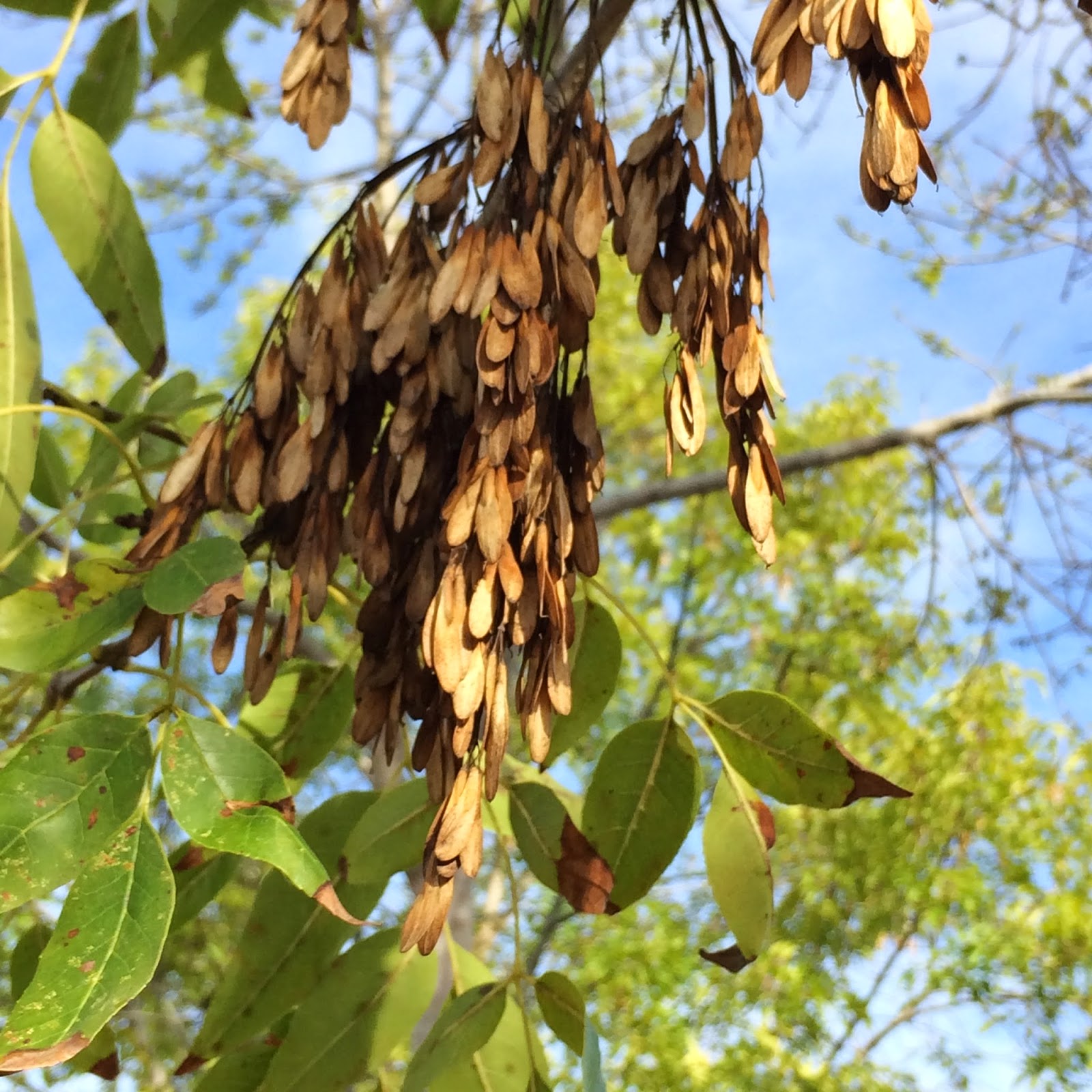 Trees of Santa Cruz County: Fraxinus pennsylvanica - Green Ash