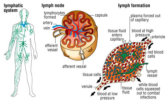 Blog Gue, Jadi Suka-Suka Gue!: Sistem Limfa