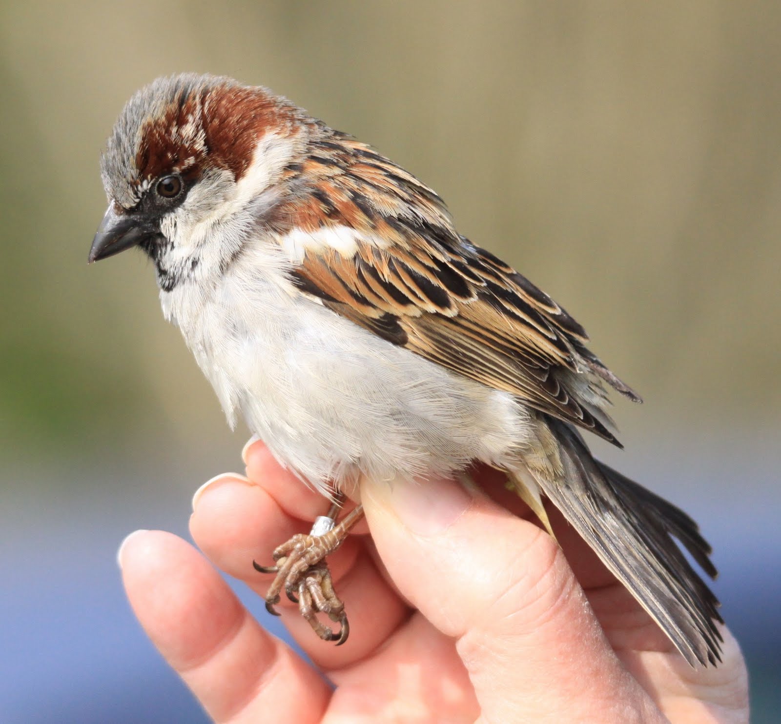 The Bagsy Blog: The Chapel of Love - The Dixie Cups