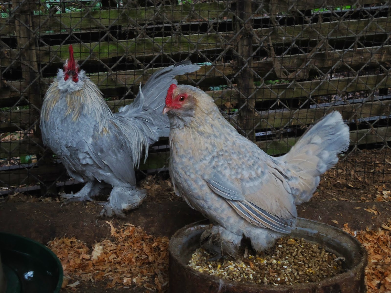 Just Chickens...: Exciting Blues ! (Self-Blue Mottled Rooster ...