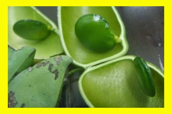 Griffonia simplicifolia: Beneficios del uso de la Griffonia