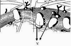 STRUKTUR FUNGSI SEL | NDRUJU TUMPUK