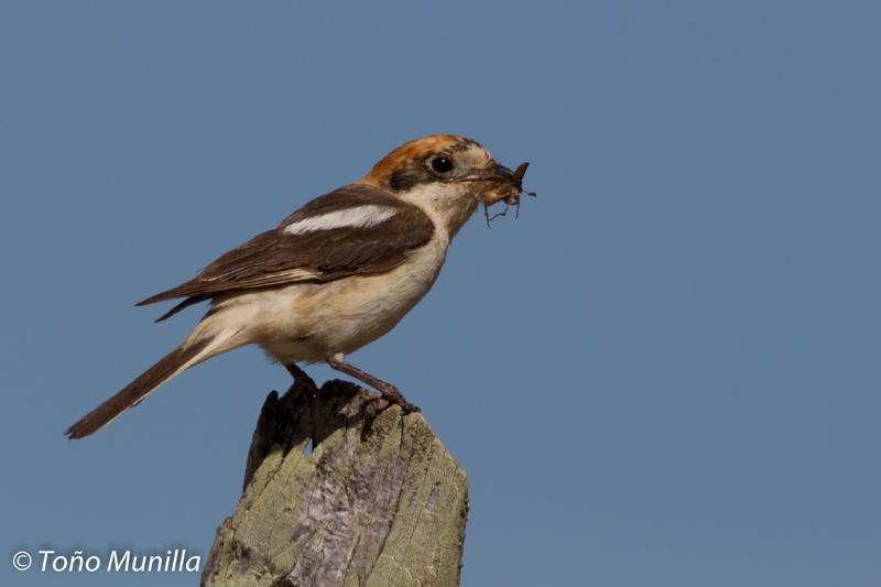 Aves de Navarra/Nafarroako hegaztiak: Alcaudones en el Acebal de Garagüeta