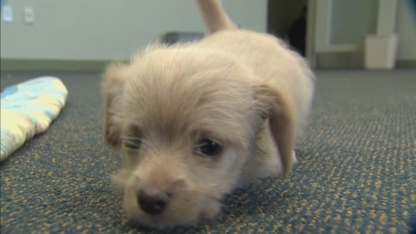 Tumbles, el perrito que nació sin sus patas delanteras pero no deja que ...