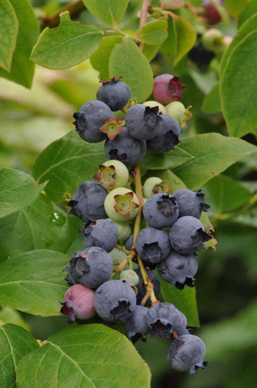 Myrtille américaine