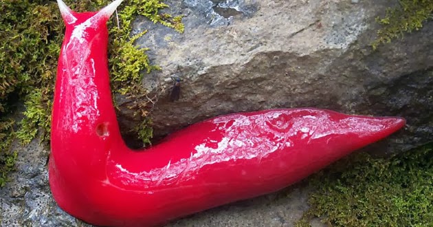 ShukerNature: BEHOLD - THE GIANT PINK SLUGS OF MOUNT KAPUTAR