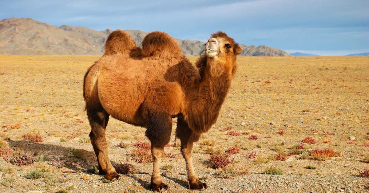 El camello bactriano: características, hábitat, reproducción y ...