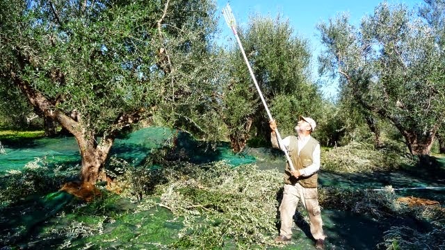 by kyparissiotis Κυριακή, Νοεμβρίου 30, 2014 0Σχόλια