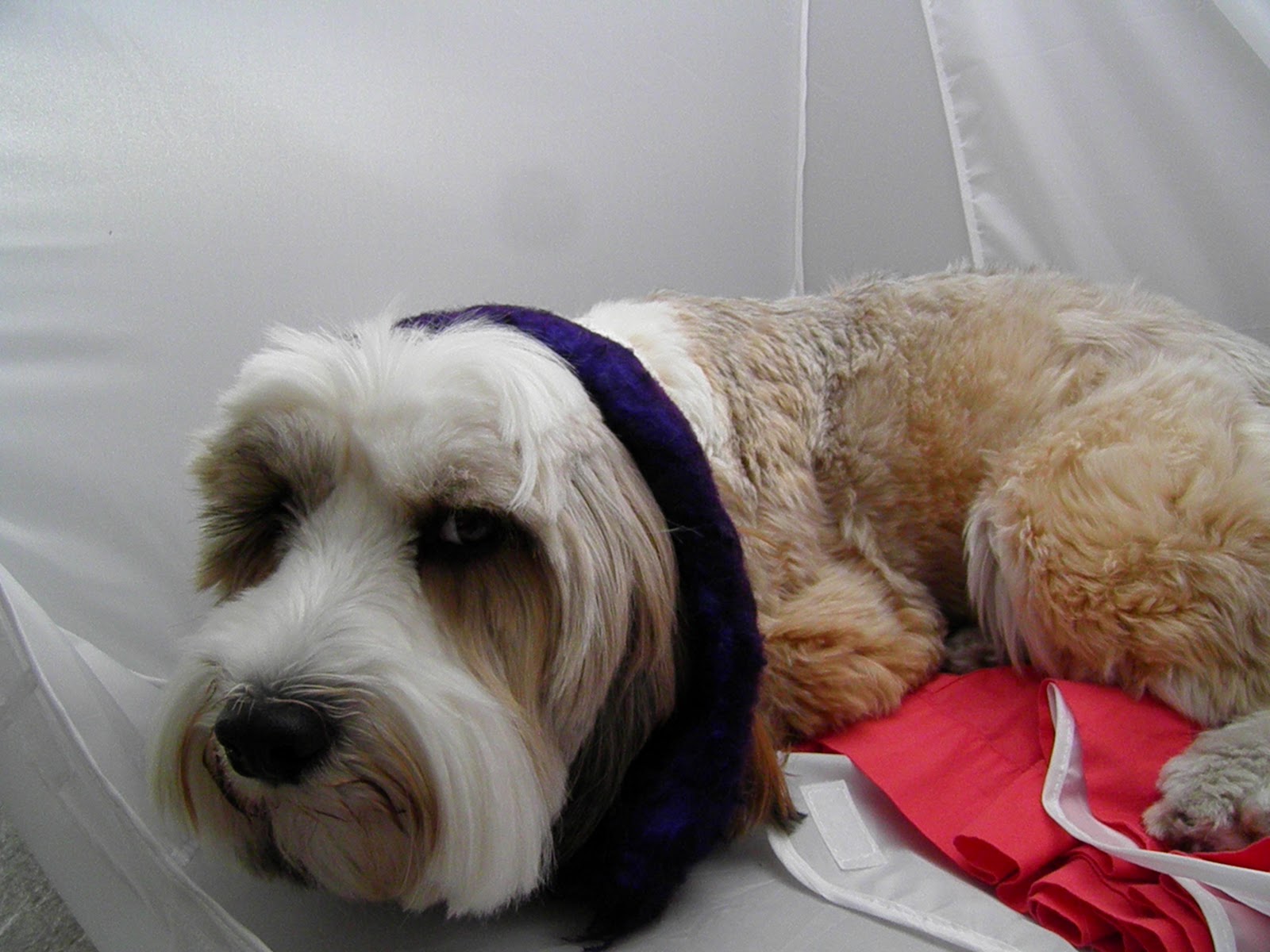 Just A Pup: Woolie Dog Tug Toy Review