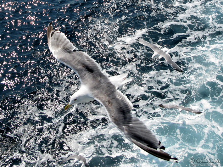 Photographis: Jonathan Livingston Seagull - by Richard Bach