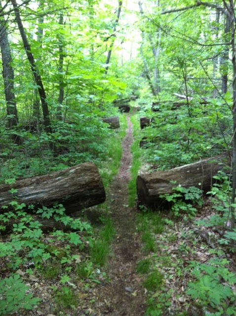 Hawksbill Cabin: Piney Branch - Piney Ridge Trail: a 75@75 Hike (part 1)