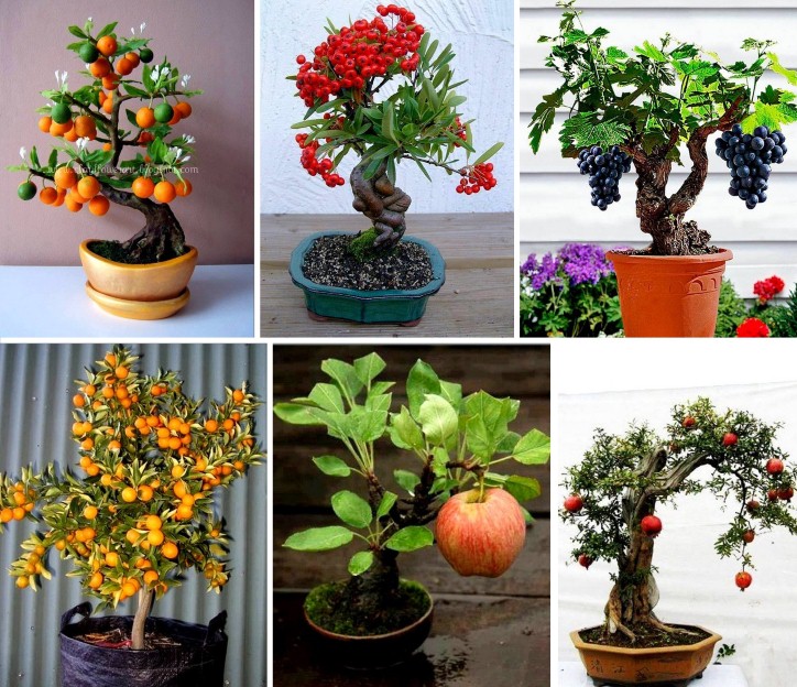 Tanam Pokok Buah-Buahan Di Taman Perumahan - BinMuhammad