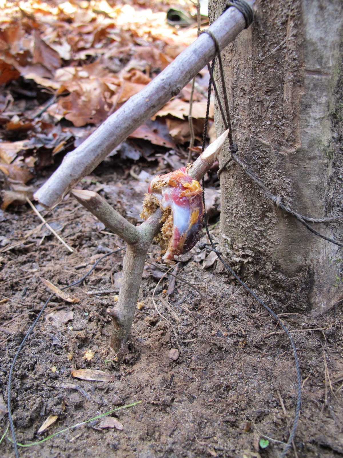 Woodland Wisdom: Survival Trapping