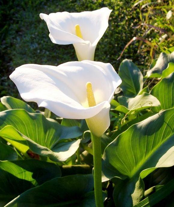 Cartuchos flores - Imagui