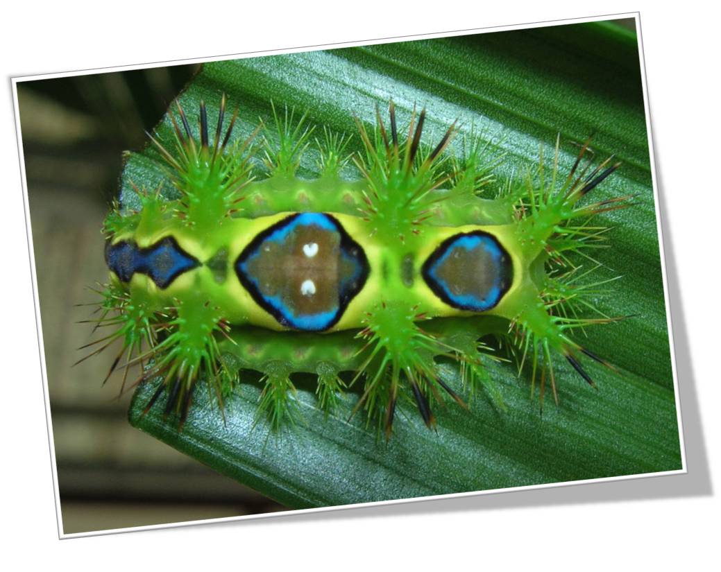 Membangun Perkebunan Kelapa Sawit: NPV Untuk Pengendalian Ulat Api