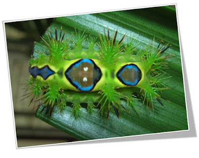 Membangun Perkebunan Kelapa Sawit: NPV Untuk Pengendalian Ulat Api