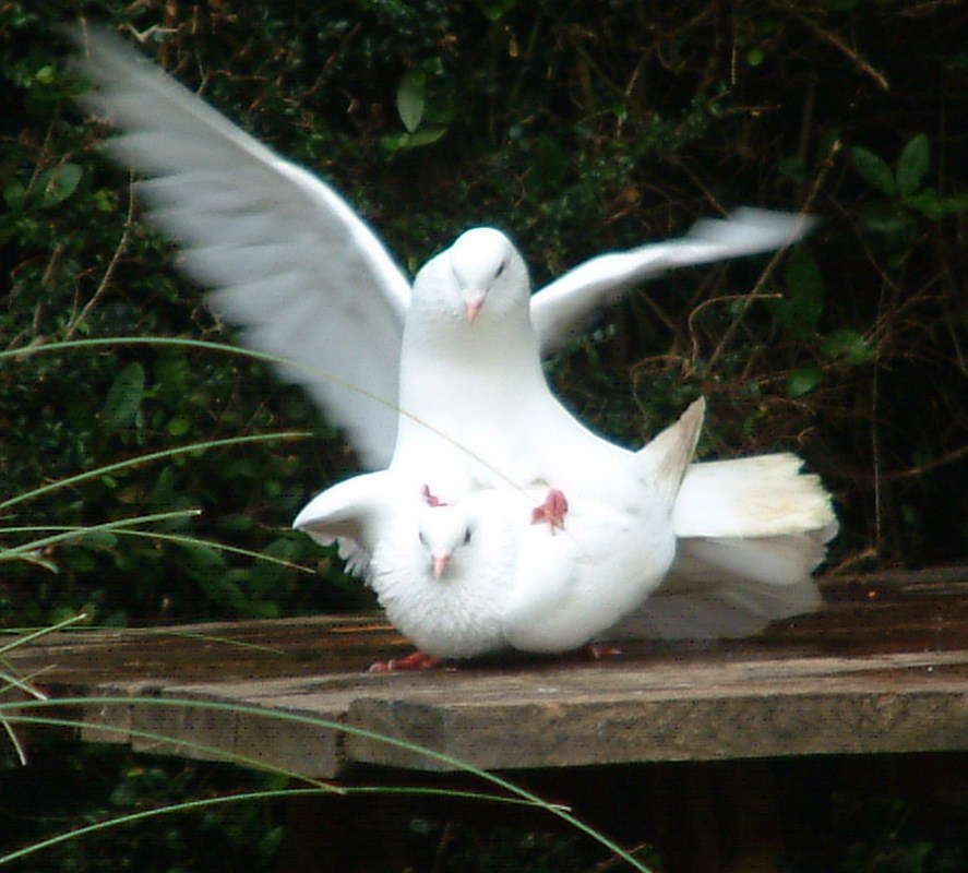 My Doves: LL, new squabs, Happy and Jose....and a new arrival
