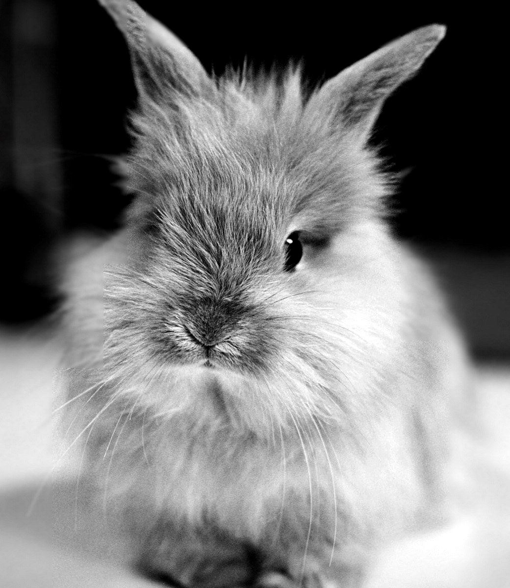 Rabbit Ramblings: Cute bunnies you may be missing