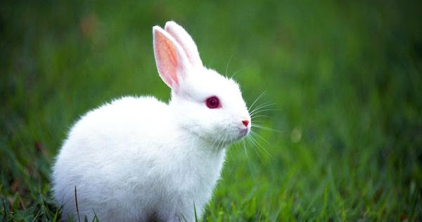 Beautiful Rabbits in the World