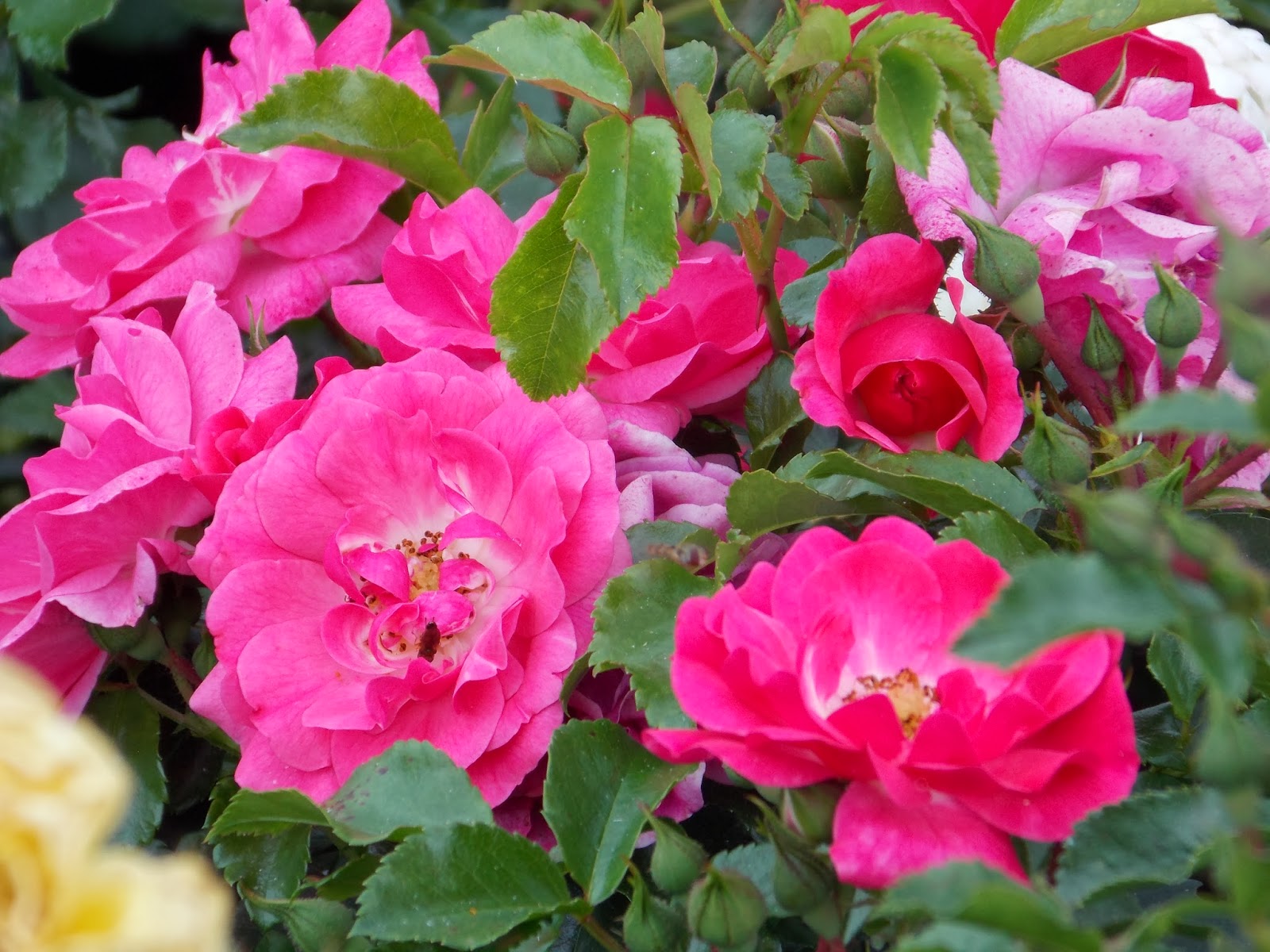 Gardening Express : Notes from the Nursery