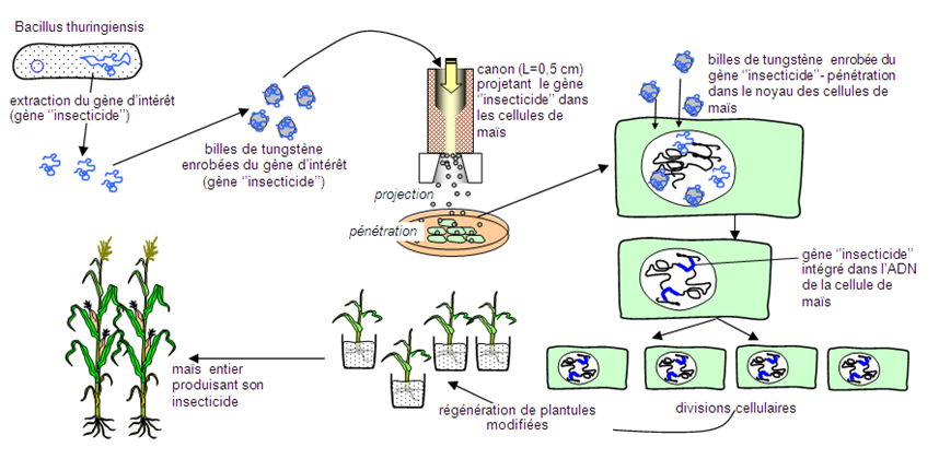 BLOG SINH HỌC: Nhận thức về cây trồng biến đổi gen
