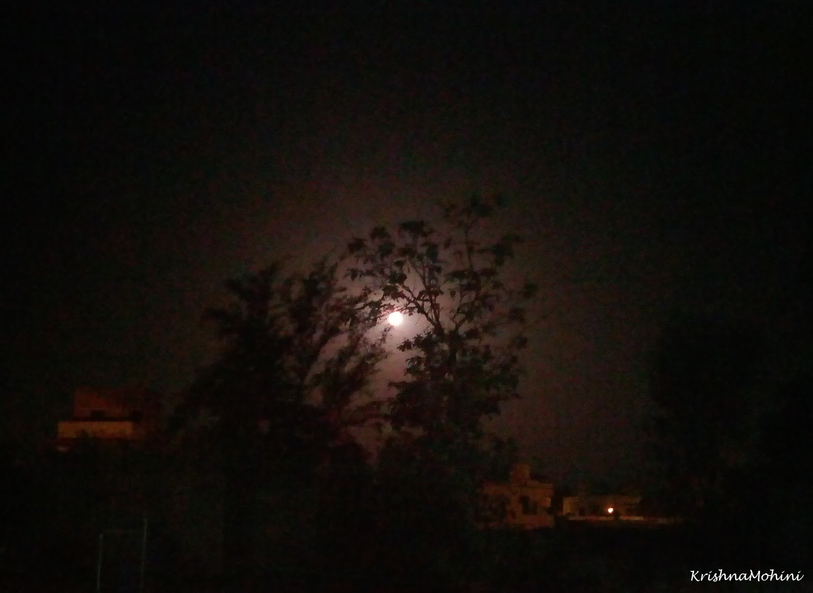 Photo: Moonlight Beauty