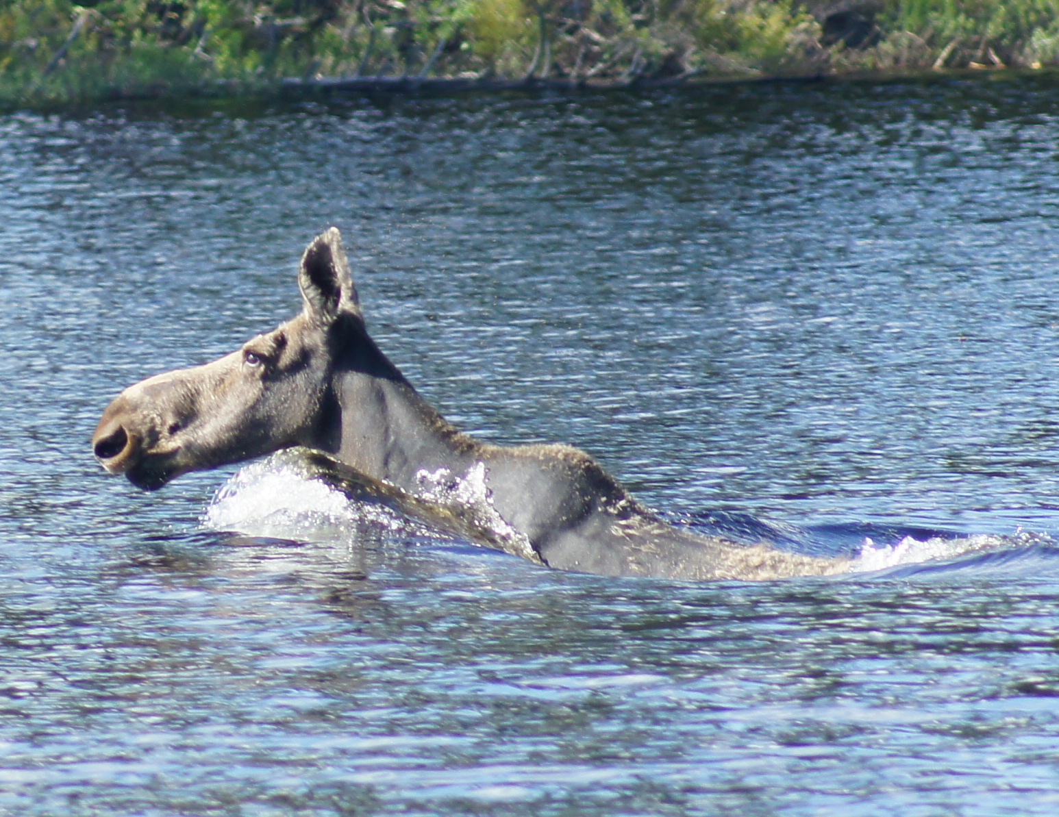 Arrowhead Outdoors: BWCA Moose Encounter- Part One