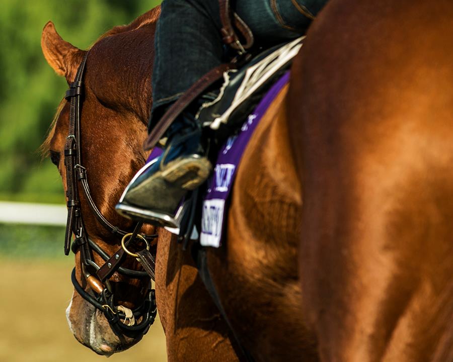 Past the Grandstand: Stallion Feature: Shackleford Past the Grandstand: Stallion Feature: Shackleford