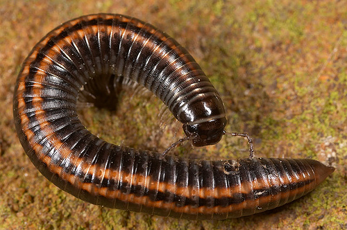 Millipede | The Life of Animals