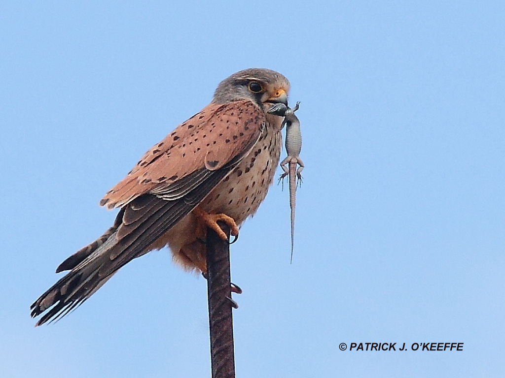 Raw Birds: EURASIAN KESTREL (Falco tinnunculus subspecies F. t ...