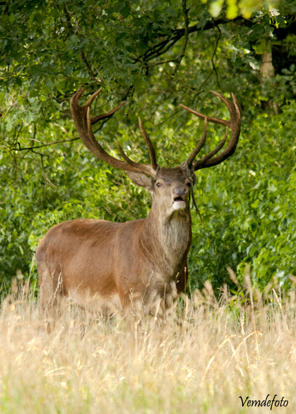 Vemde Foto's: Edelherten vegen het Gewei