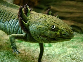 Real Monstrosities: Axolotl