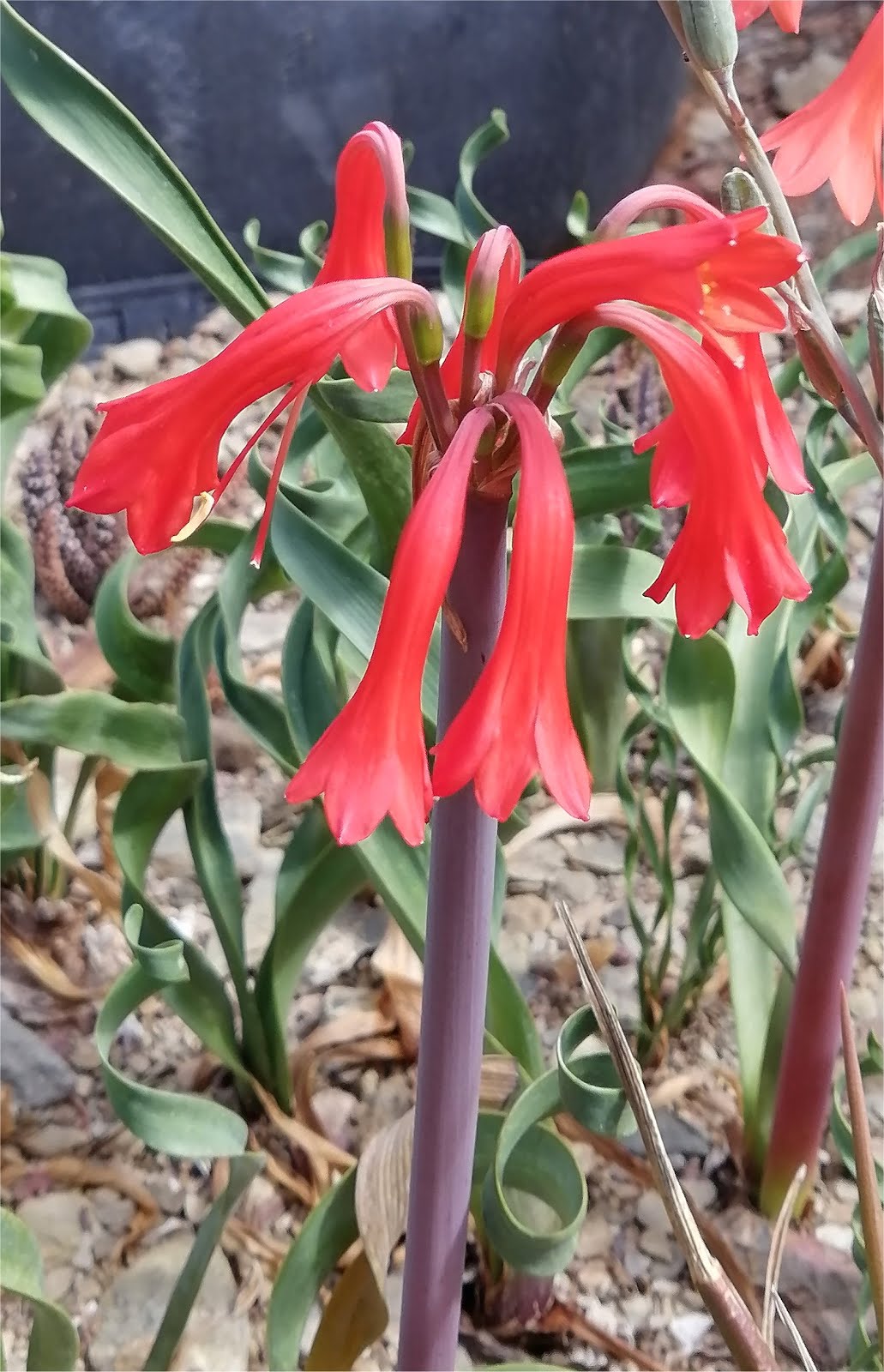 Desert Plants and Wild Flowers Images: Cyrtanthus spiralis
