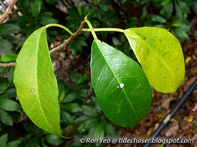 tHE tiDE cHAsER: Buta-buta (Excoecaria agallocha)